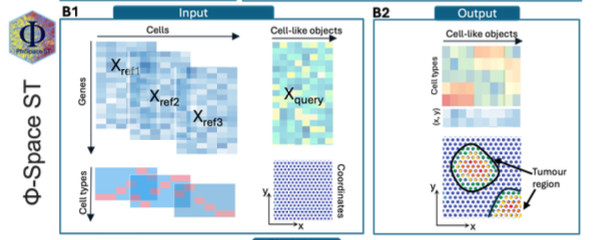 Webinar: Φ-Space ST: a platform-agnostic method to identify cell states ...